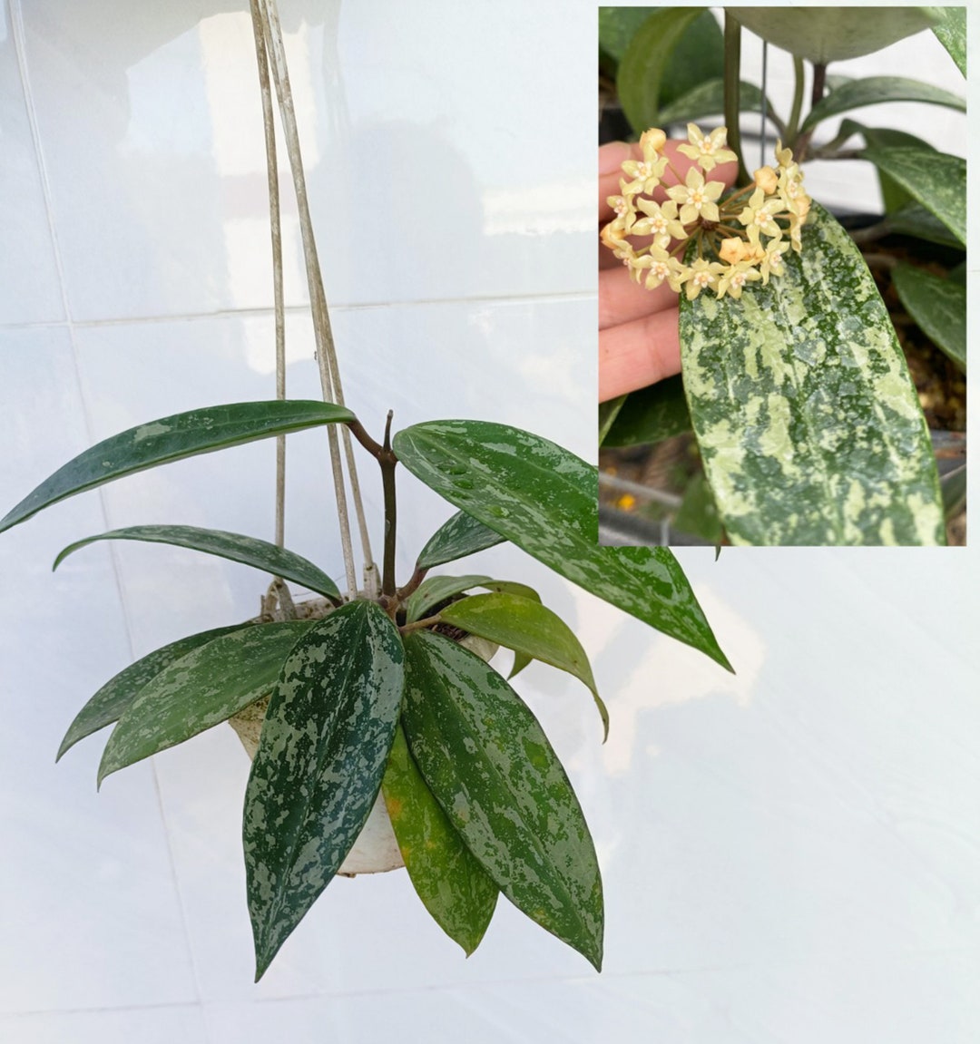 Hoya Rangsan Splash - Etsy