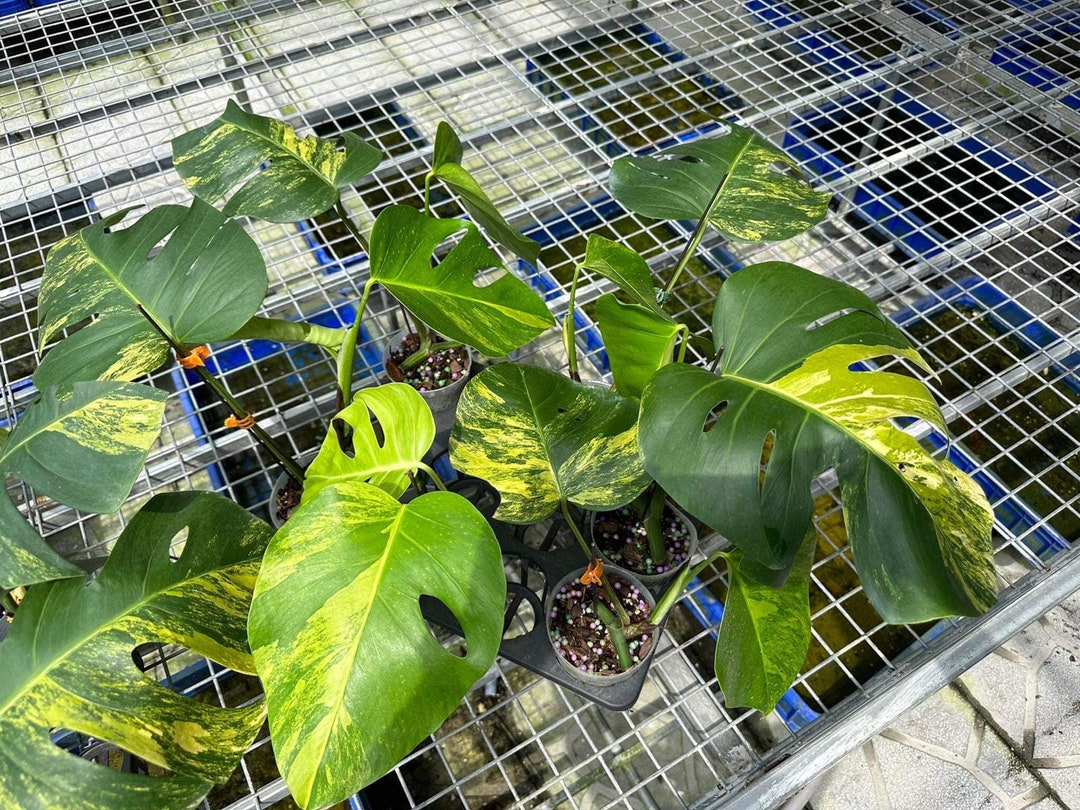 Monstera Aurea Variegata 1 Leaf Node Cutting Monstera Aurea - Etsy