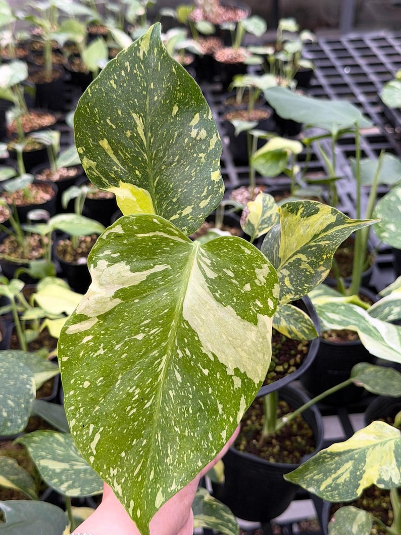 Electrolight Tricolor Monstera Variegated Tissue Culture - Rare ...
