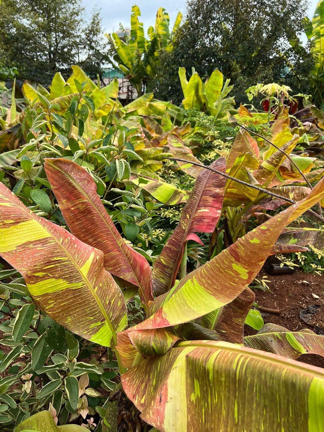 Musa Siam Ruby Tri Color Banana 5" Pot - Etsy