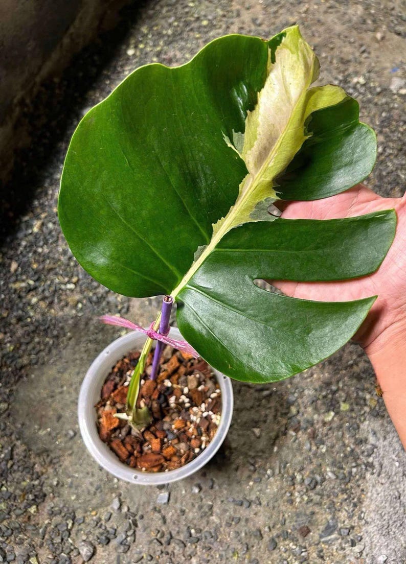 Monstera Deliciosa White Lava, Well Variegation - Etsy