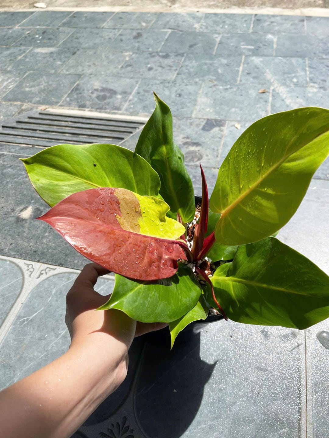 Exact Plant Philodendron Red Moon Yellow Flame Variegated 6" Pot - Etsy