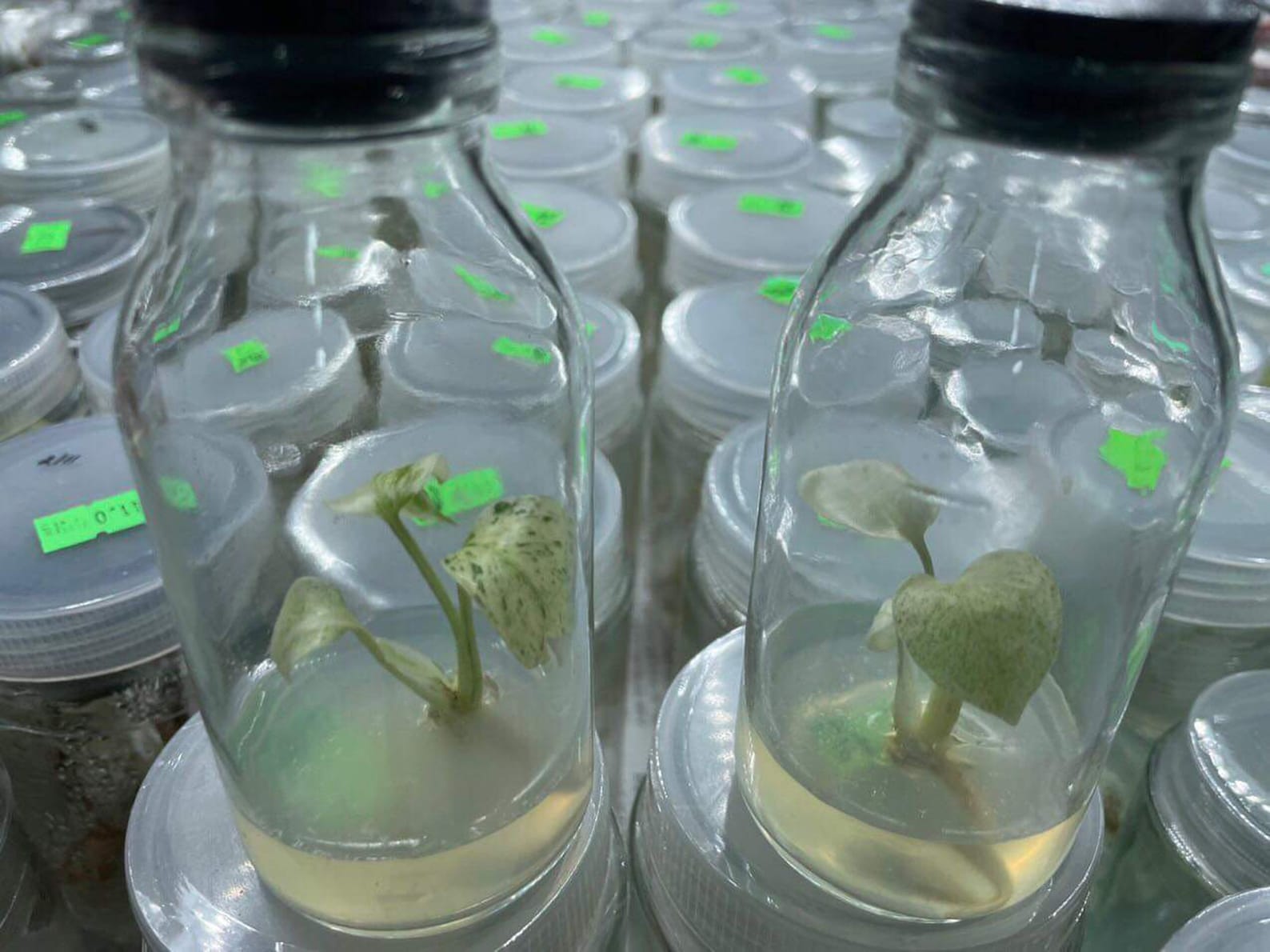 50x Mint Monstera Deliciosa Variegata Large Form Tissue Culture - High ...