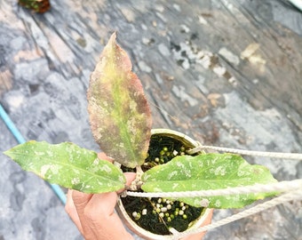 E713 Super Rare Hoya Undulata Borneo No Roots - Etsy