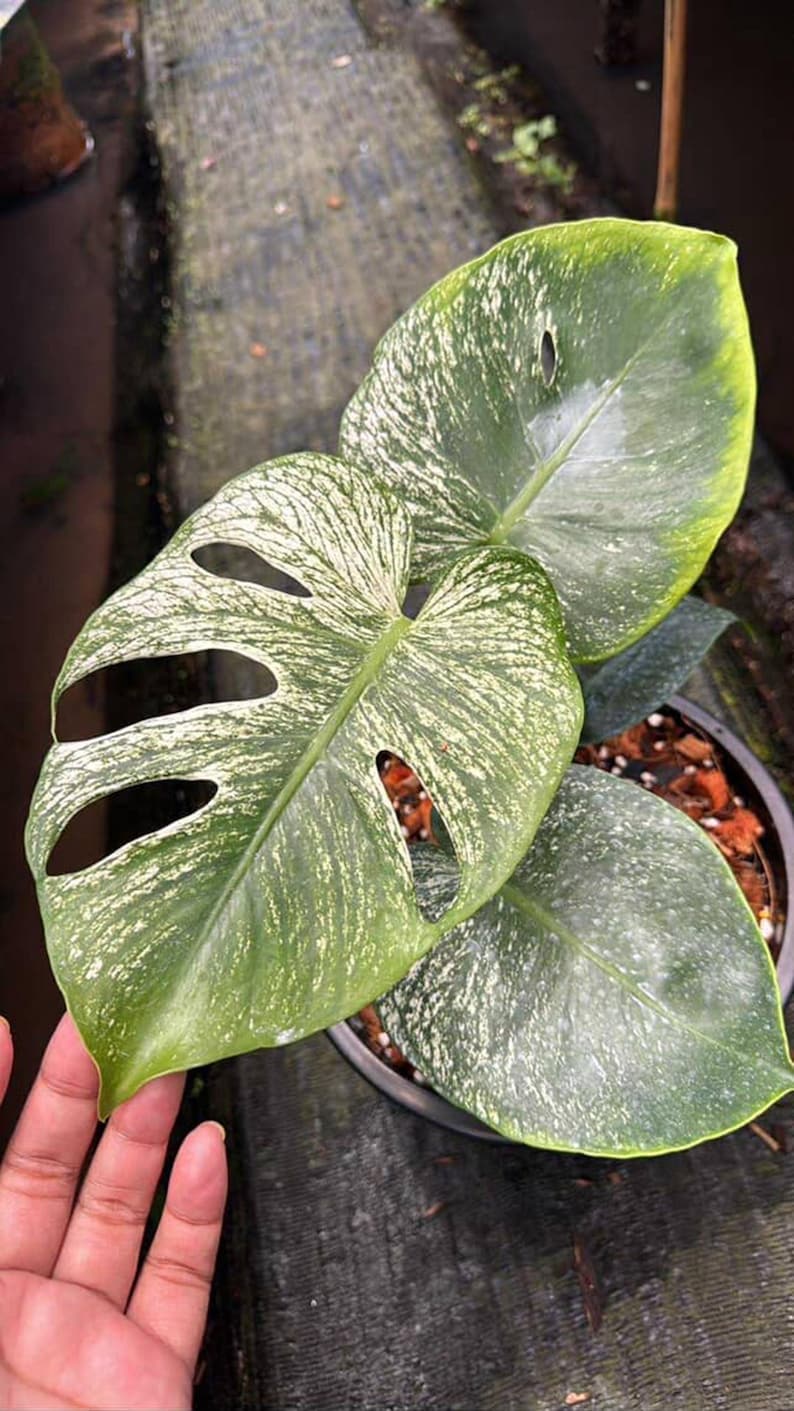 Monstera Devil Monster, 1 Leaf + Growth Point, Monstera Deliciosa Devil ...