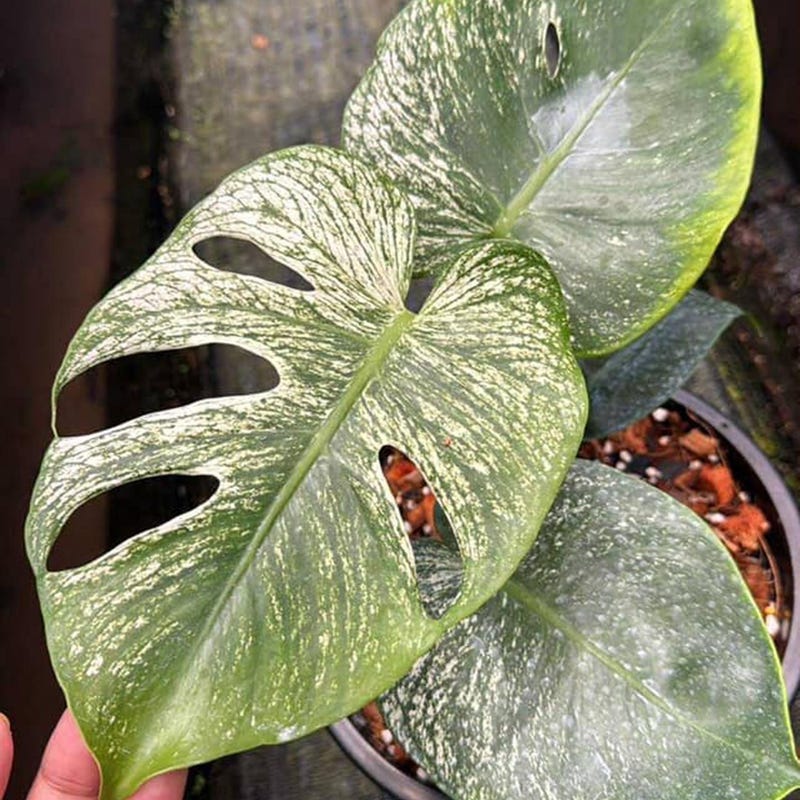 Monstera Devil Monster - Etsy