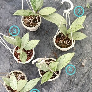 Hoya Pubicalyx Pink Silver Ghost S Size Rare Plant Choose - Etsy