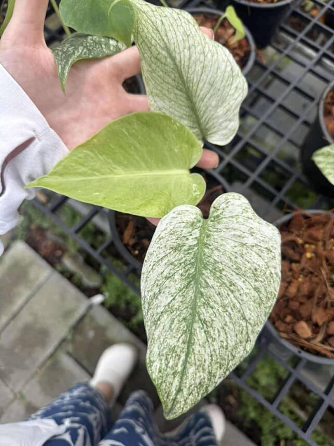 Monstera Silver Star, Monstera Deliciosa Silver Star, Well Variegation ...