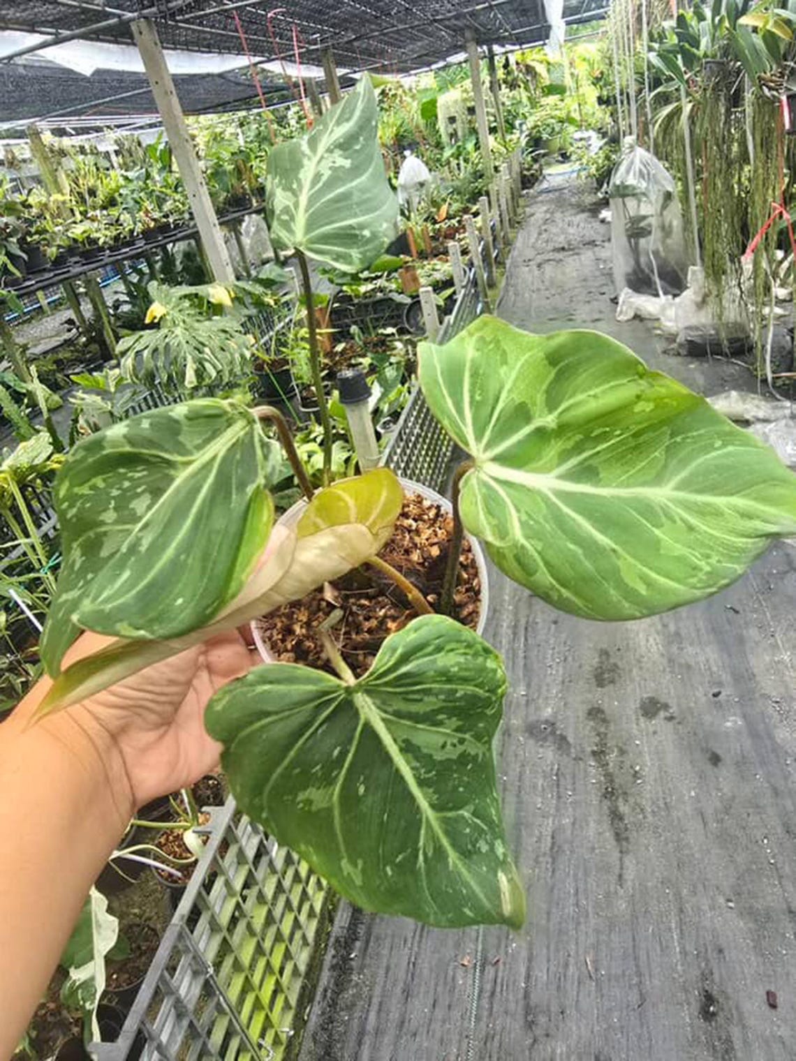 Philodendron Gloriosum Snow Leopard Variegated Plant | RARE Well ...