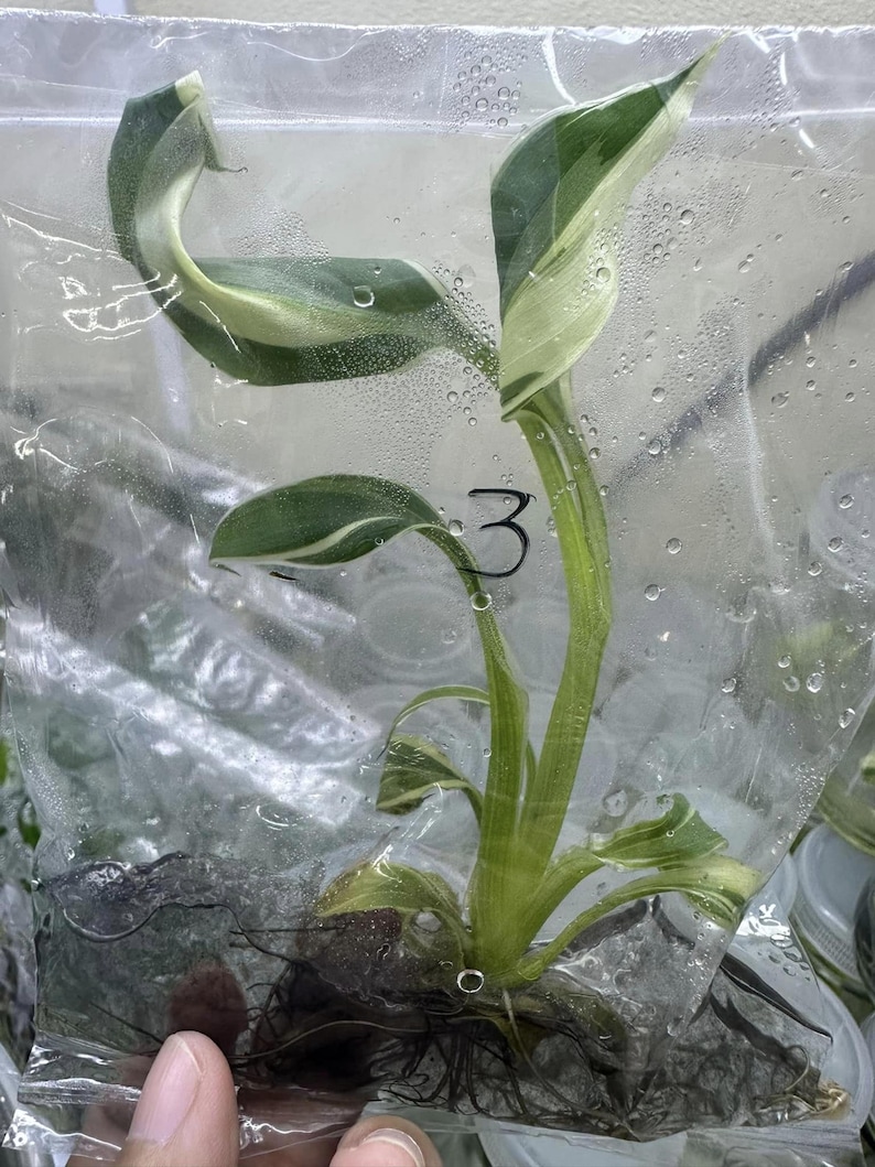 Musa Nono Pink Variegated Banana Plant – Tissue Culture - Etsy