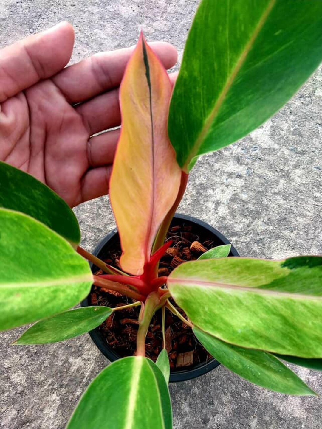 Philodendron Firebird Variegated Plant | RARE Well Variegated - Etsy