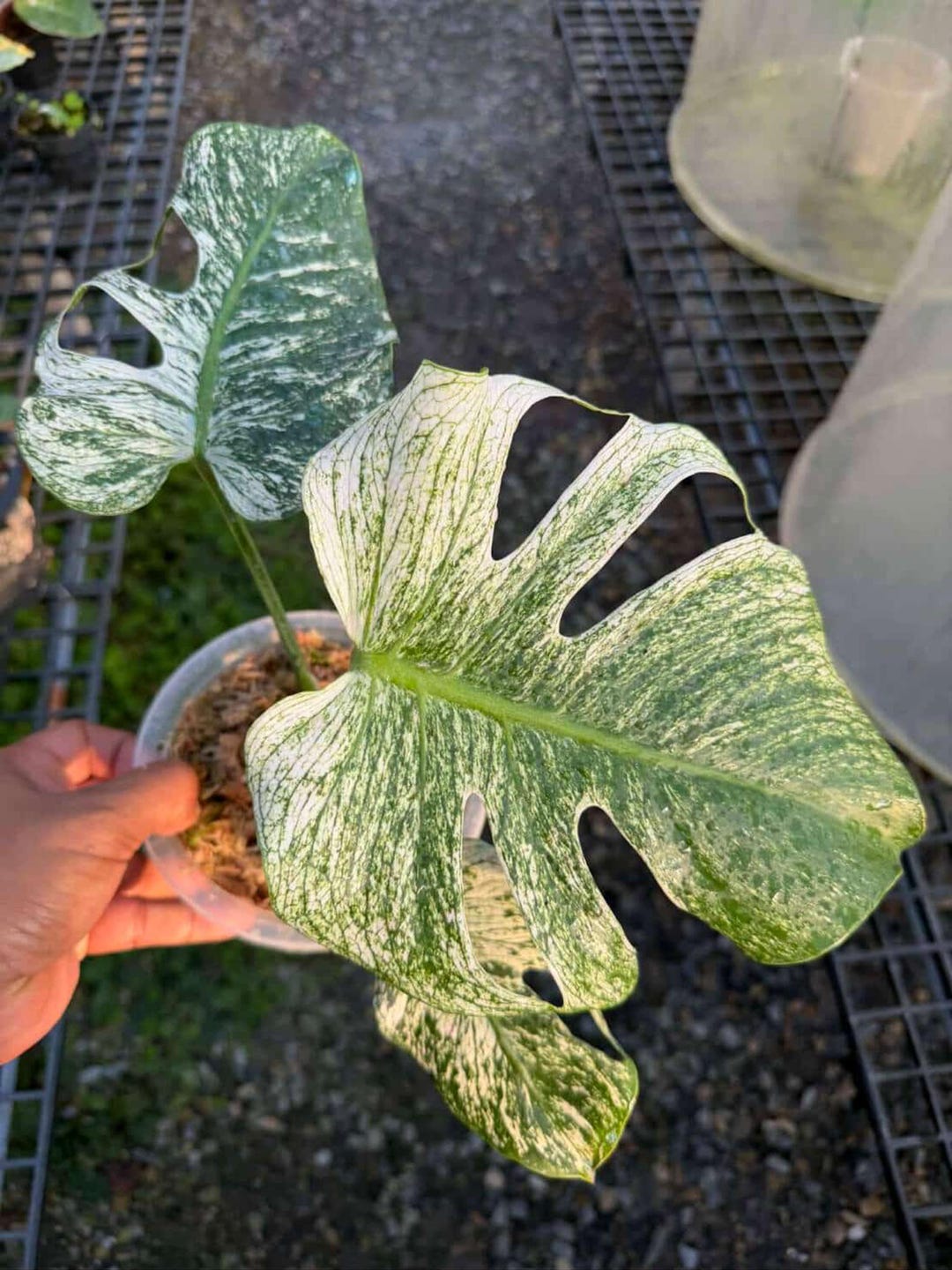 Variegated Monstera Devil Monster, 6" Pot, Rare Plant - Etsy