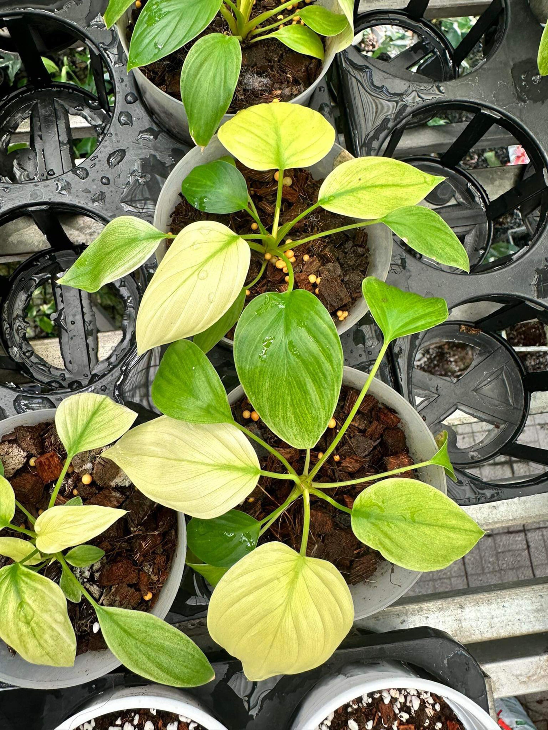 Homalomena Rubescens Mint Pink Variegated Starter Plant | Well ...