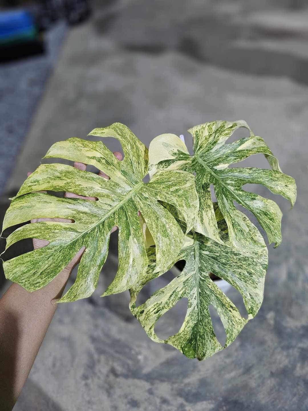 Variegated Monstera Deliciosa Legacy | 6" Potted Plant - Etsy Canada