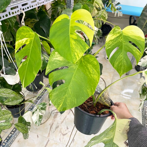 Large Form Monstera - Etsy