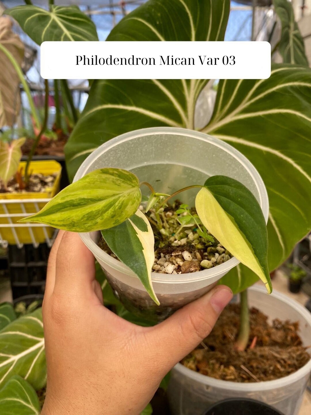 Rare Philodendron Mican Variegated Aurea High Variegation Exact as the ...
