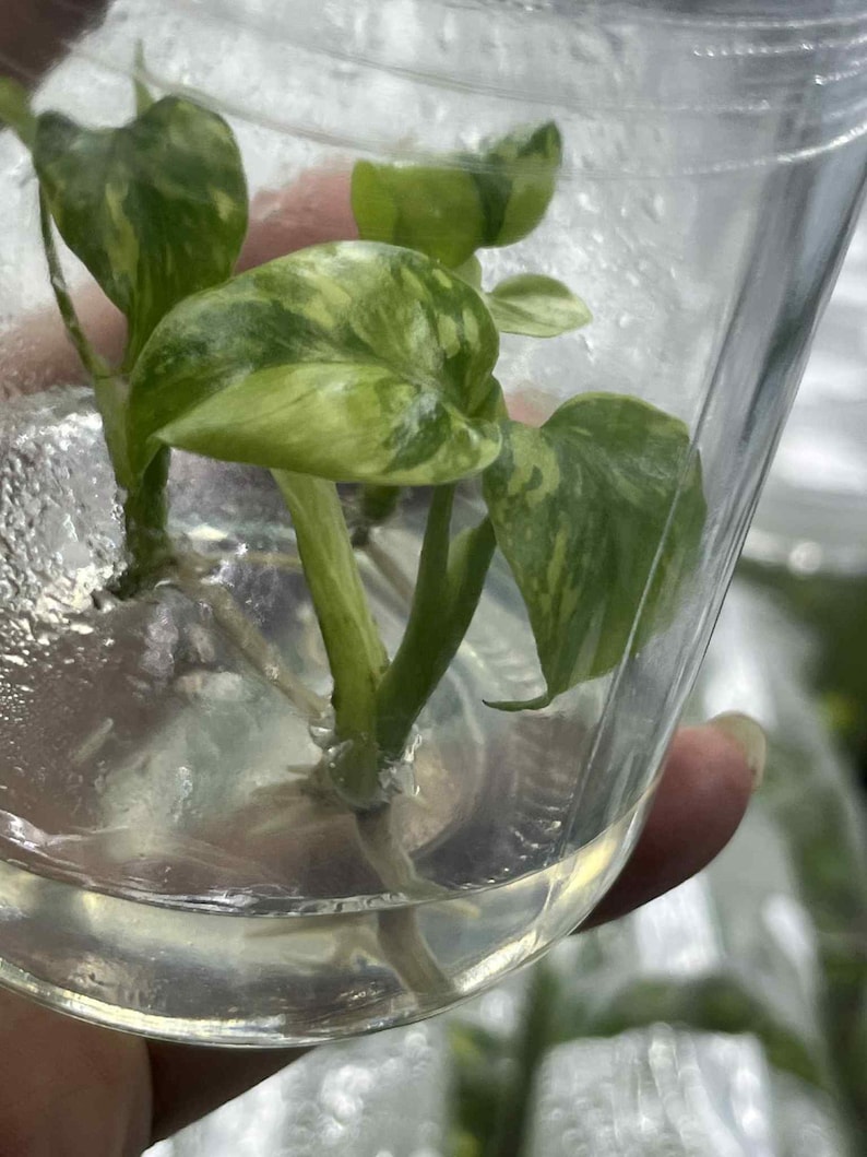 Electrolight Tricolor Monstera Variegated Tissue Culture - Rare ...