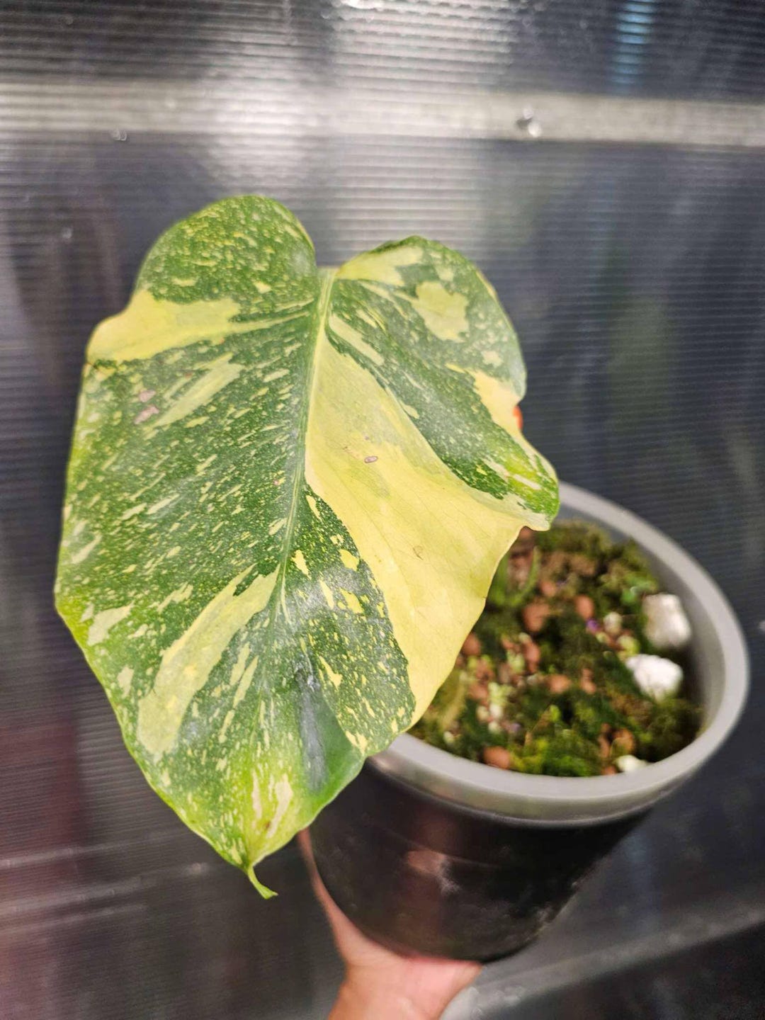 Monstera Deliciosa Electrolyte Variegated, 1 Leaf + Growth Point ...