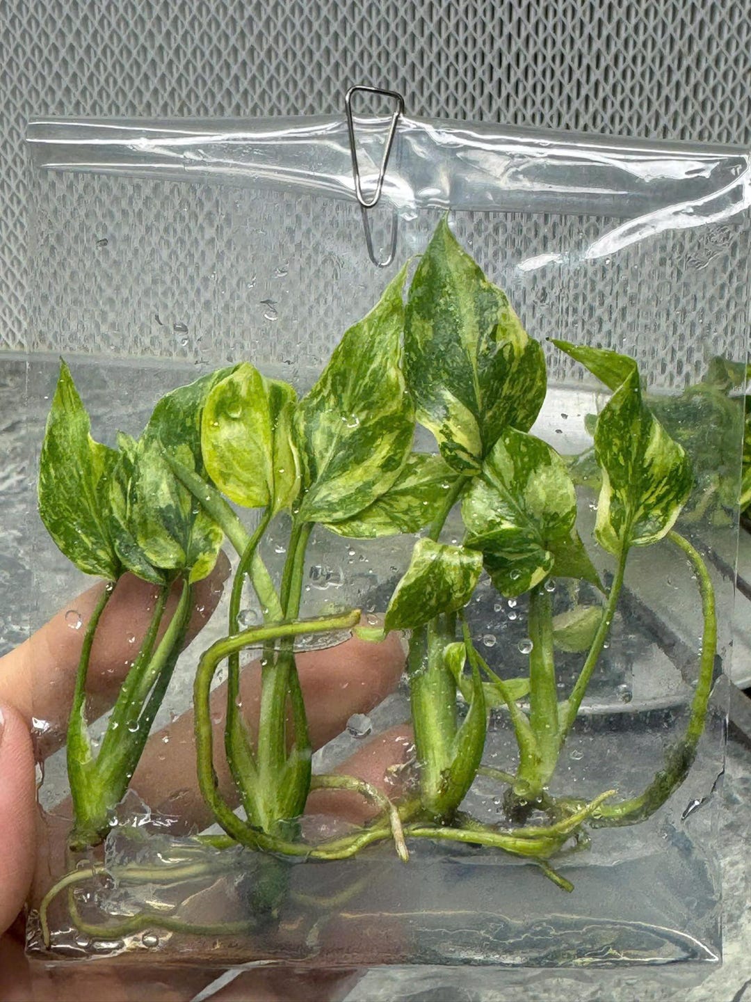 Electrolight Tricolor Monstera Variegated Tissue Culture - Rare ...