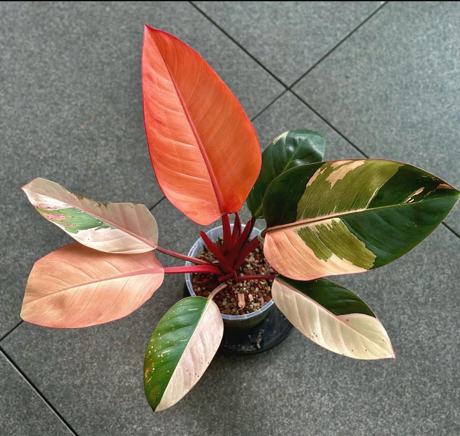 Philodendron Red Congo Variegated Well Variegation, 3 Pot Red Congo Var ...