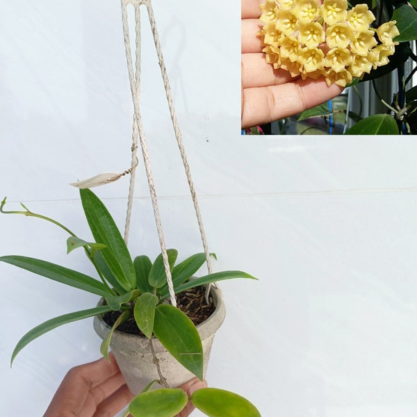 Hoya Golden Flame - Etsy