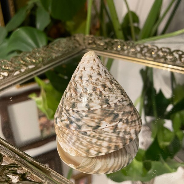 Trochus Shell - Etsy