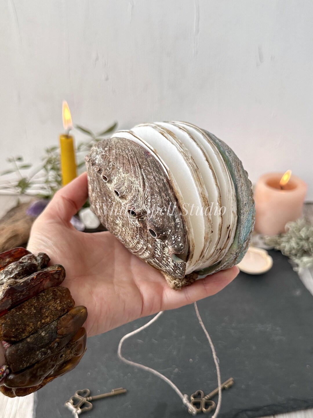 Abalon Shell Notebook, Seashell Journal, Drawning Book, Grimoire ...