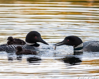 Loon Family, Loon Print, Loon Art for Lake House, Lake House Decor ...