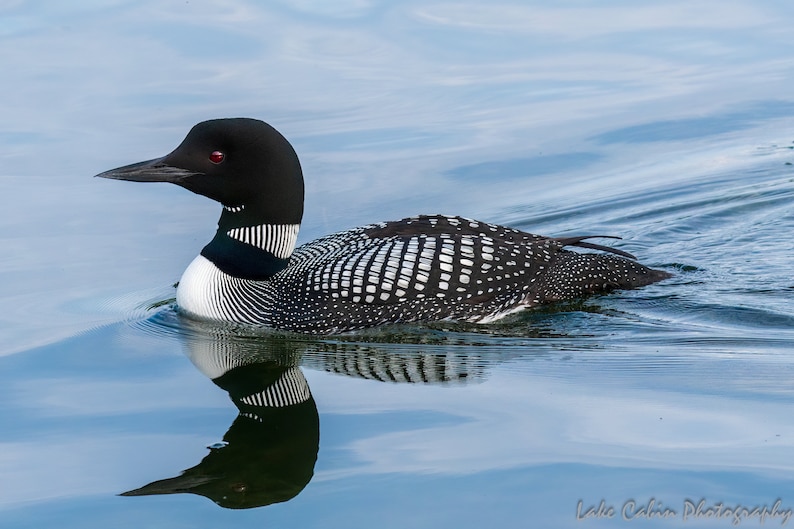 Loon Reflection | Loon Print | Loon Art for Lake House | Lake House ...