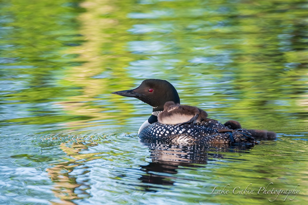 Loon Family, Loon Chicks, Loon Print, Loon Art for Lake House, Lake ...