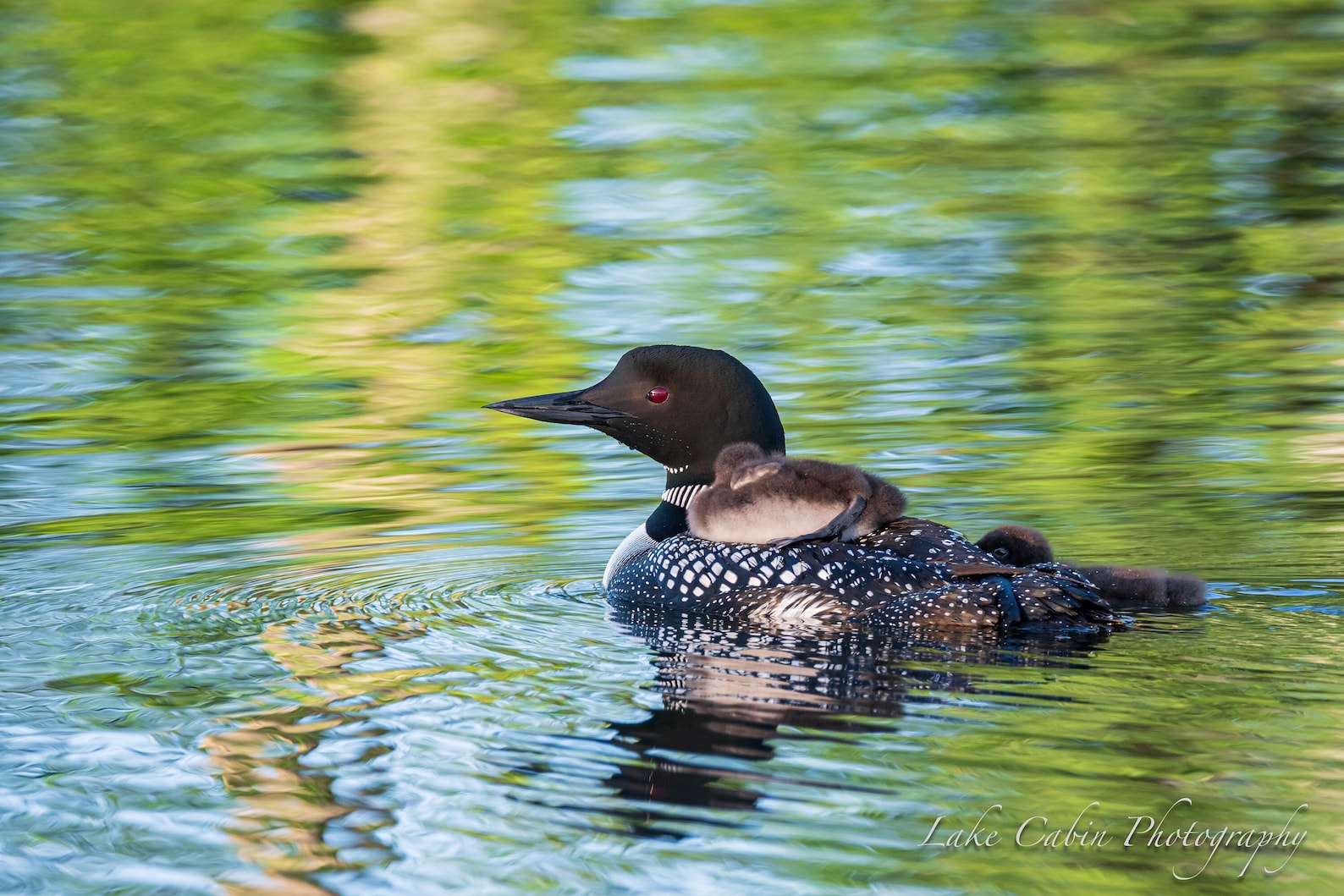 Loon Family, Loon Chicks, Loon Print, Loon Art for Lake House, Lake ...