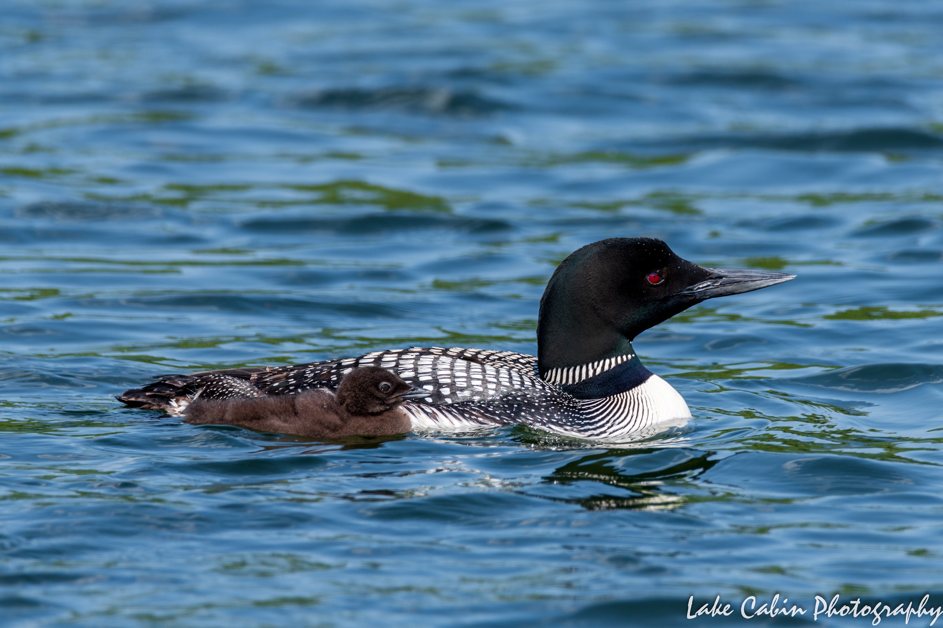 Mother and Baby Loon, Loon Print, Loon Art for Lake House, Lake House ...