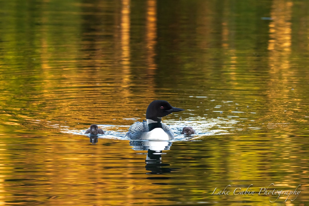 Loon Family, Loon Print, Loon Chicks, Loon Art for Lake House, Lake ...