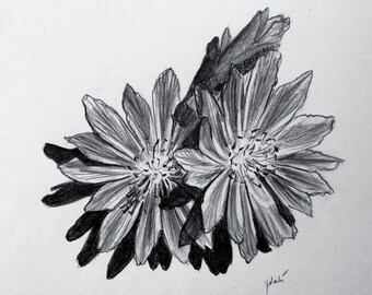 Bitterroot Flower Art - Etsy