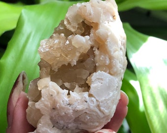 6.4oz Honey Calcite Fossil Whelk Shell: Grounding Palm Stone - Etsy
