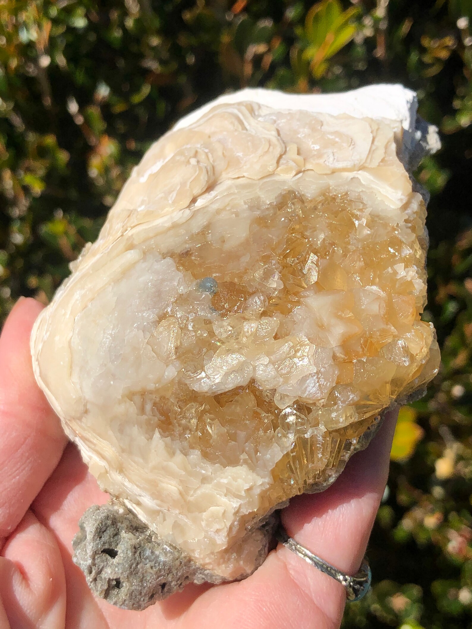Golden Calcite Fossil Clam Shell Grounding Cleansing Ocean | Etsy