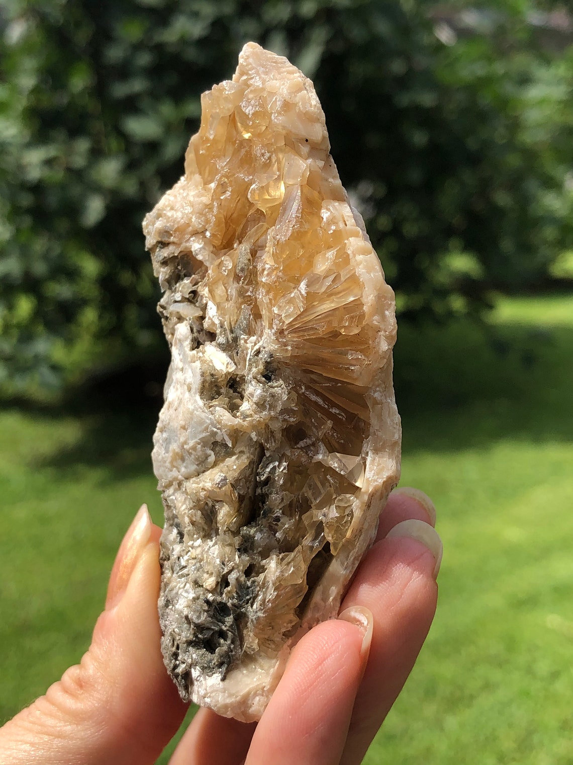 Golden Honey Calcite Fossil Clam Shell Grounding Cleansing | Etsy