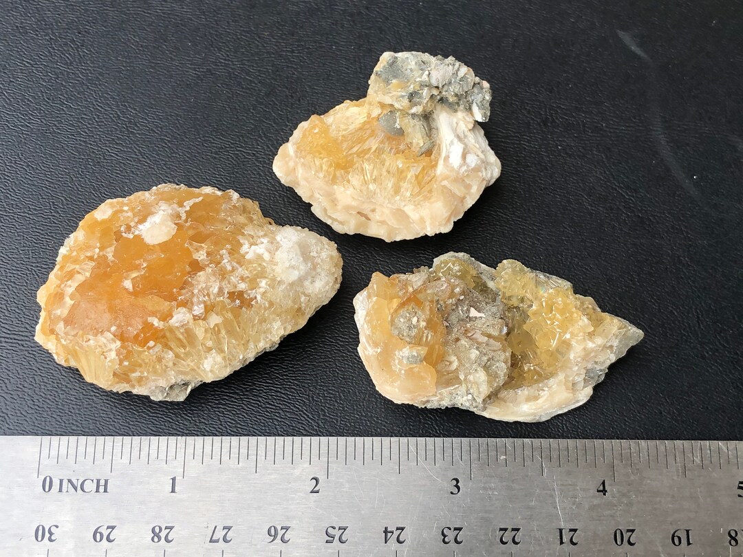 3 Golden Honey Calcite Fossil Clam Shells Grounding Cleansing - Etsy