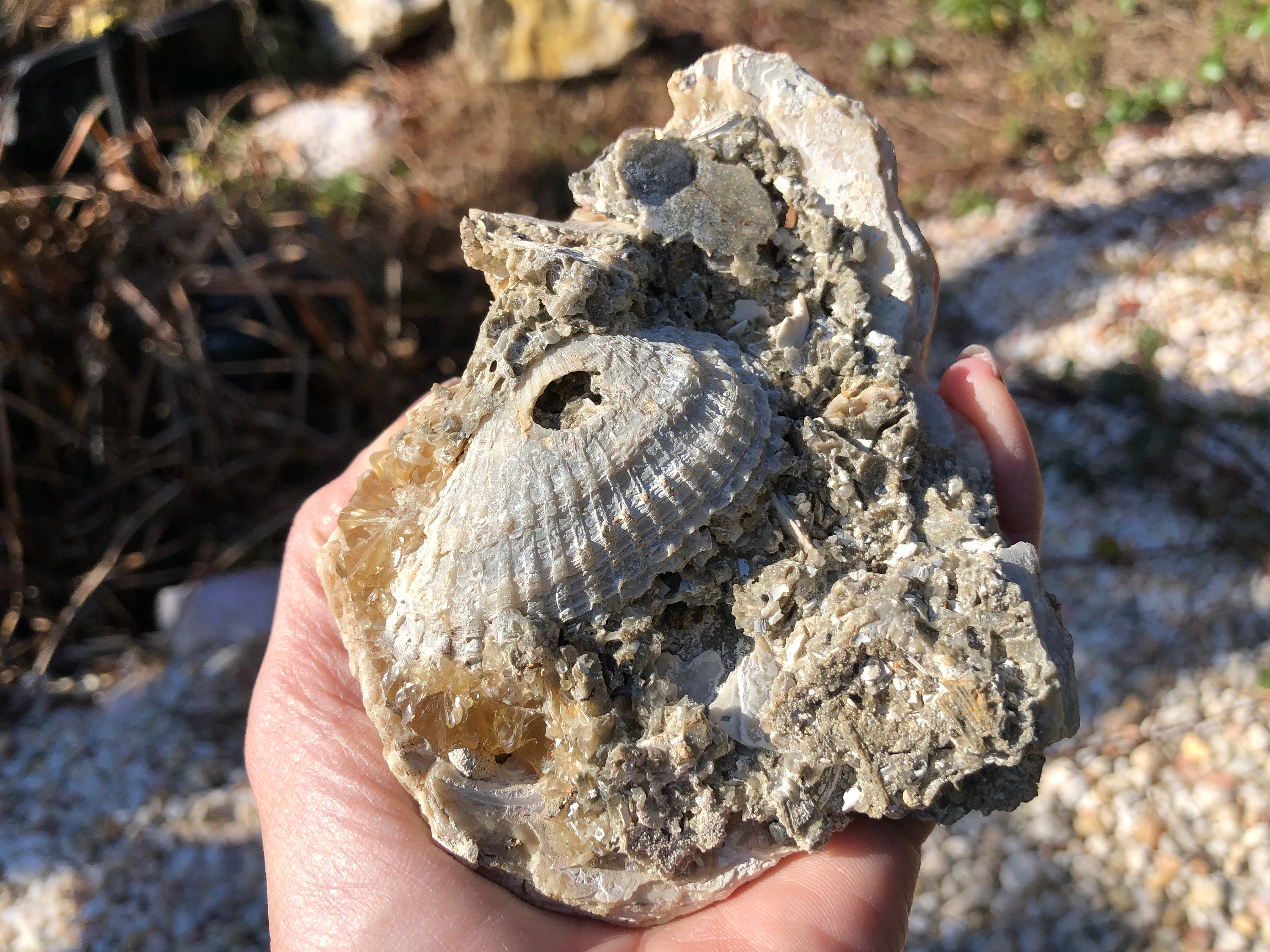 Golden Calcite Fossil Clam Shell Grounding Cleansing Ocean | Etsy