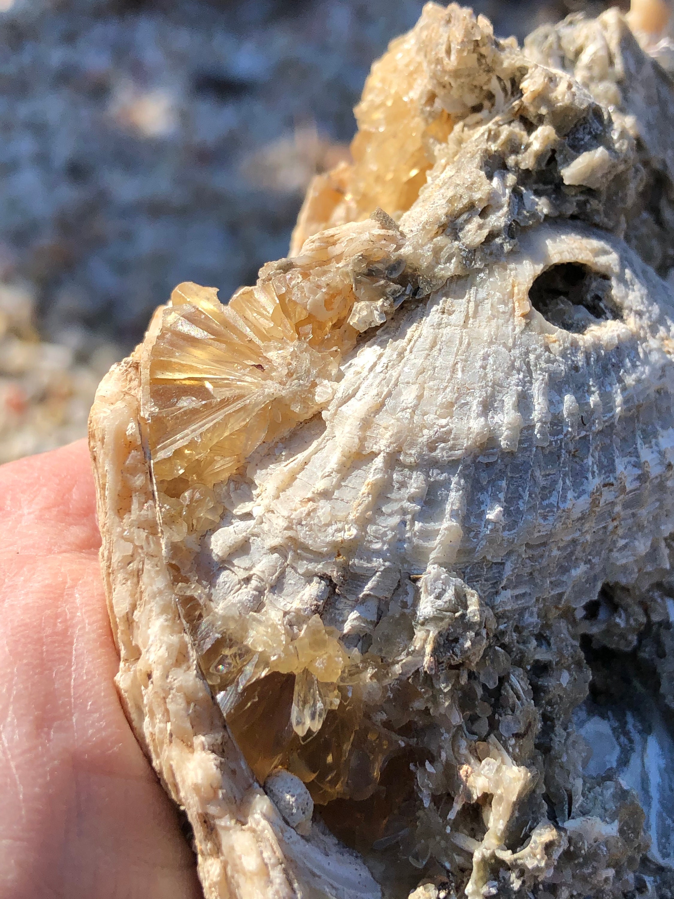 Golden Calcite Fossil Clam Shell Grounding Cleansing Ocean | Etsy