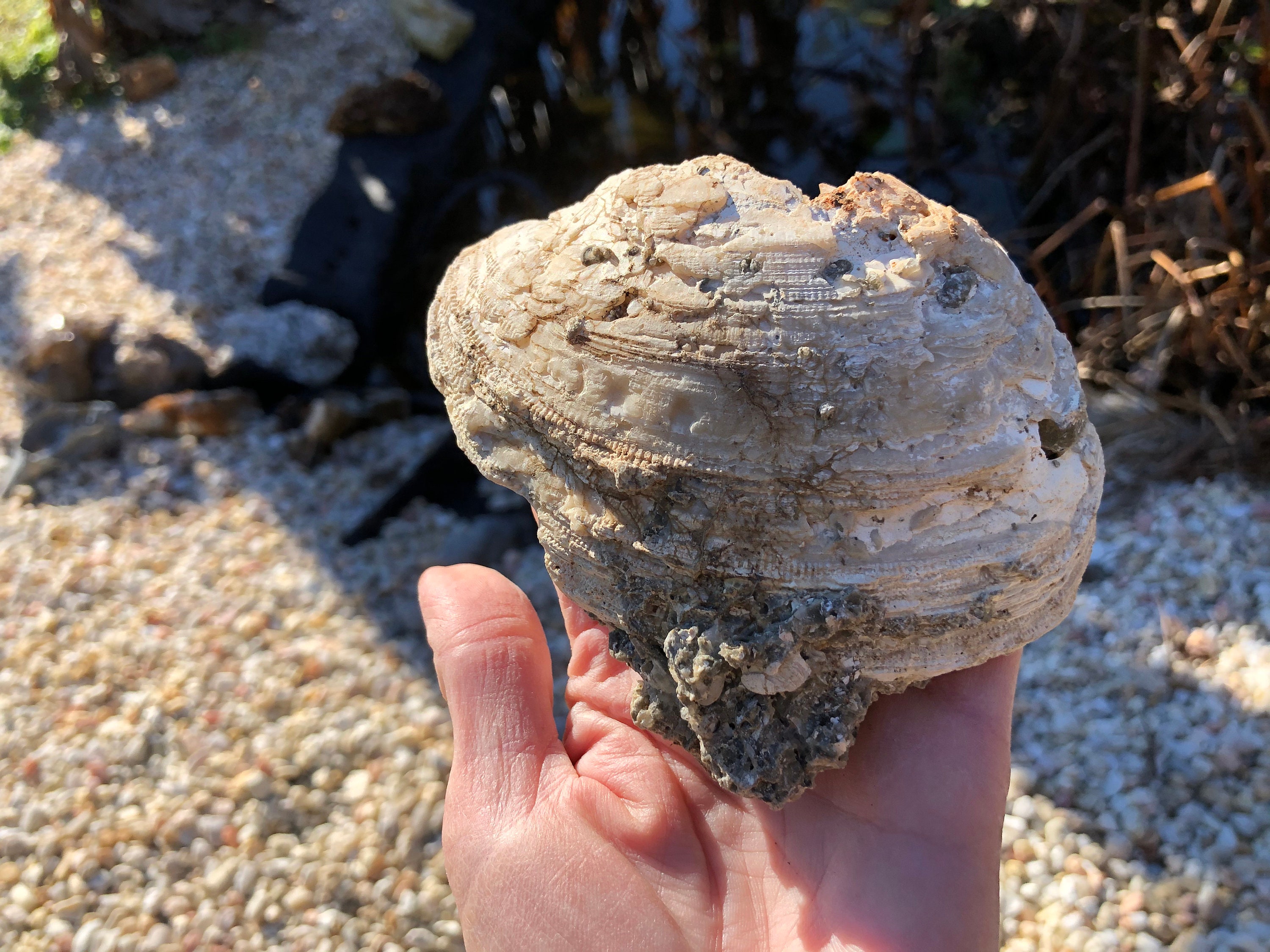 Golden Calcite Fossil Clam Shell Grounding Cleansing Ocean | Etsy