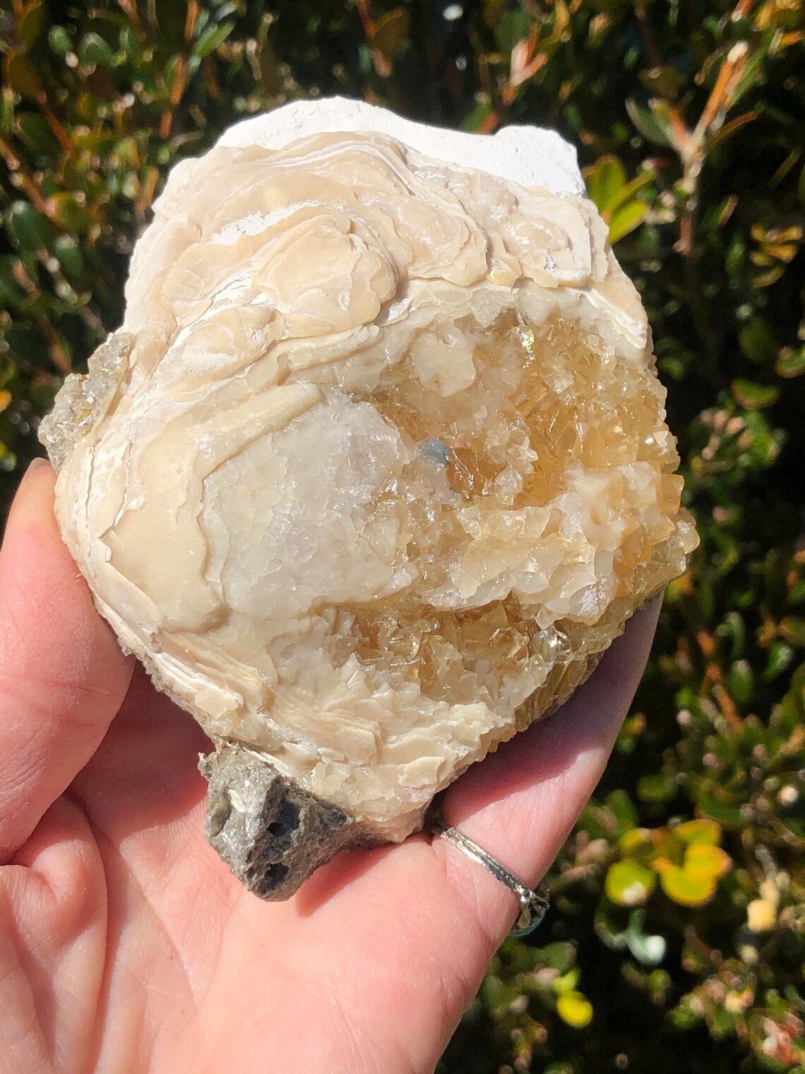 Golden Calcite Fossil Clam Shell Grounding Cleansing Ocean | Etsy