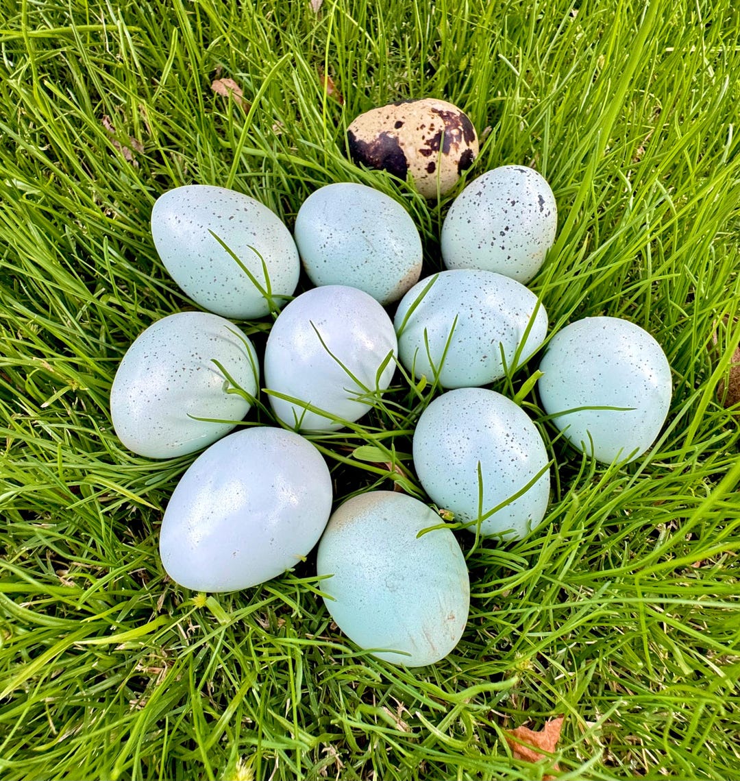 12 Fertile Caledon Coturnix Quail Eggs - Etsy