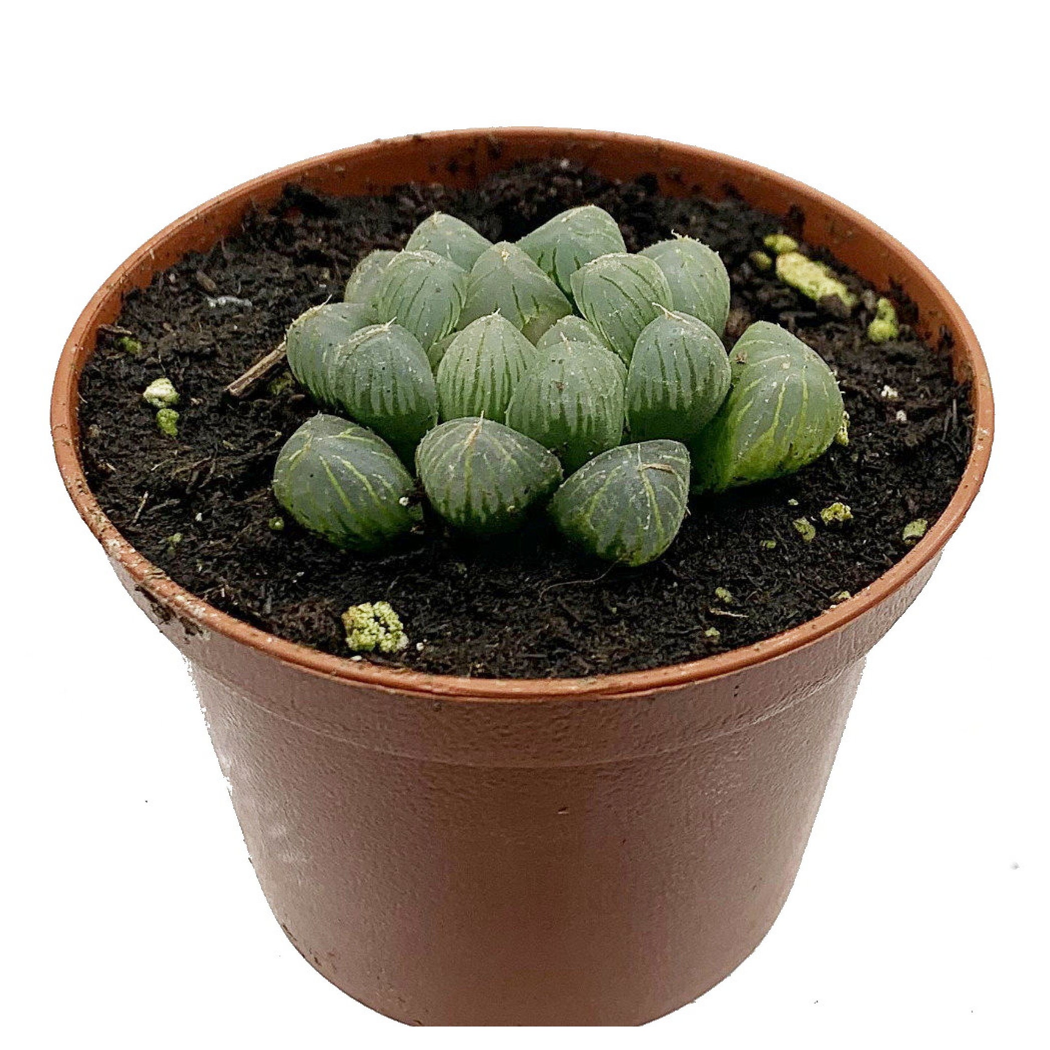 Alien Eggs Succulent Haworthia cooperi 3 Pot | Etsy