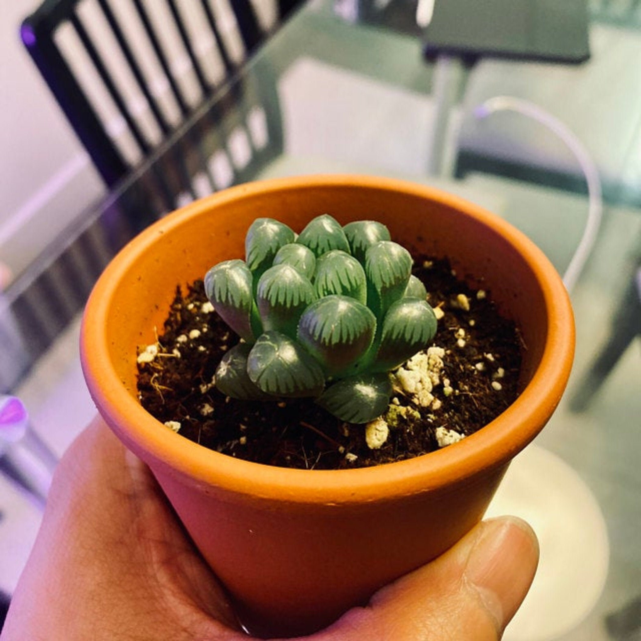 Alien Eggs Succulent Haworthia cooperi 3 Pot | Etsy