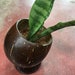 Pedestal Coconut Planter Pot Vase Handcrafted From a Coconut Shell Eco ...