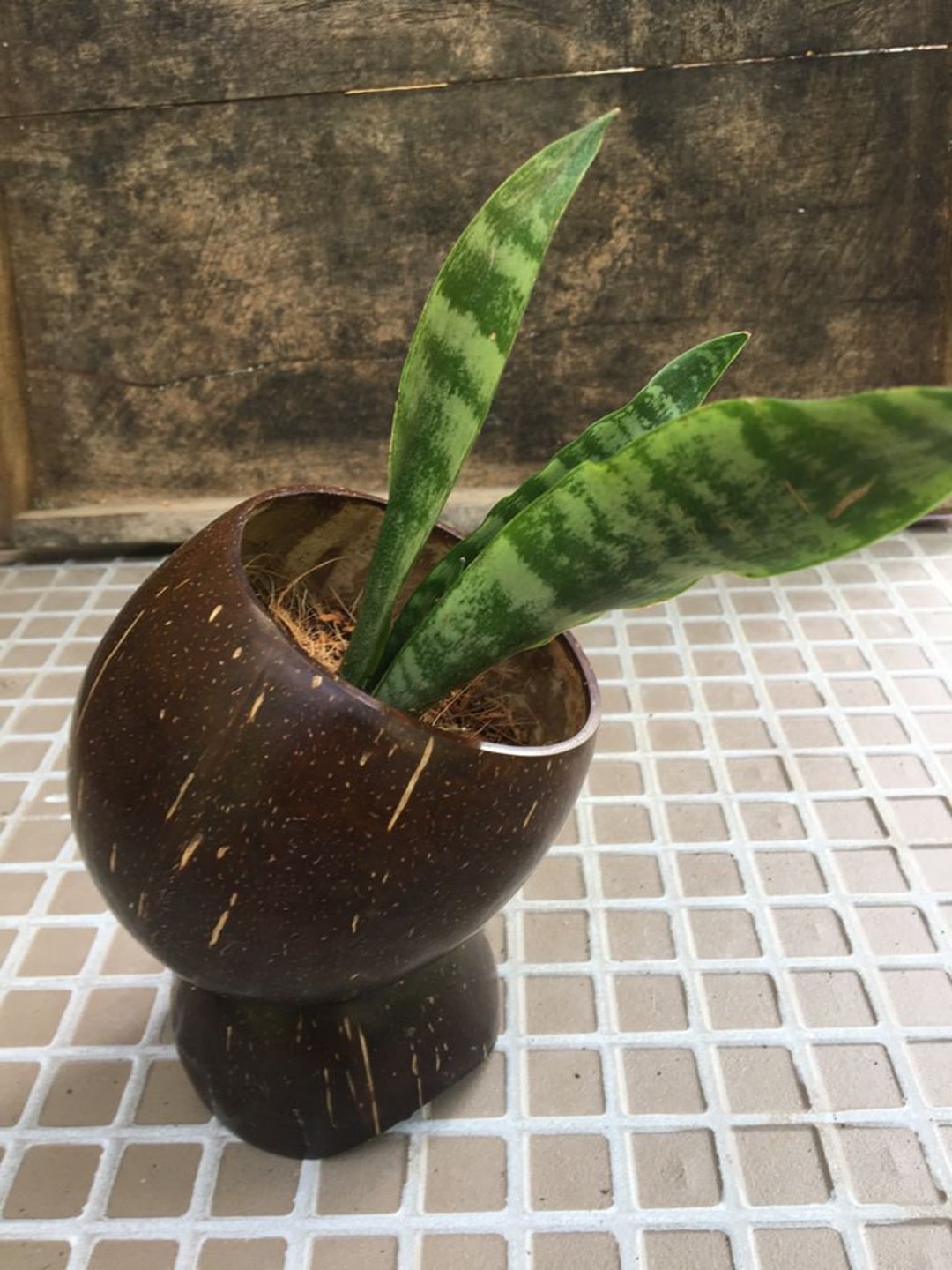 Pedestal Coconut Planter Pot Vase Handcrafted From a Coconut Shell Eco ...