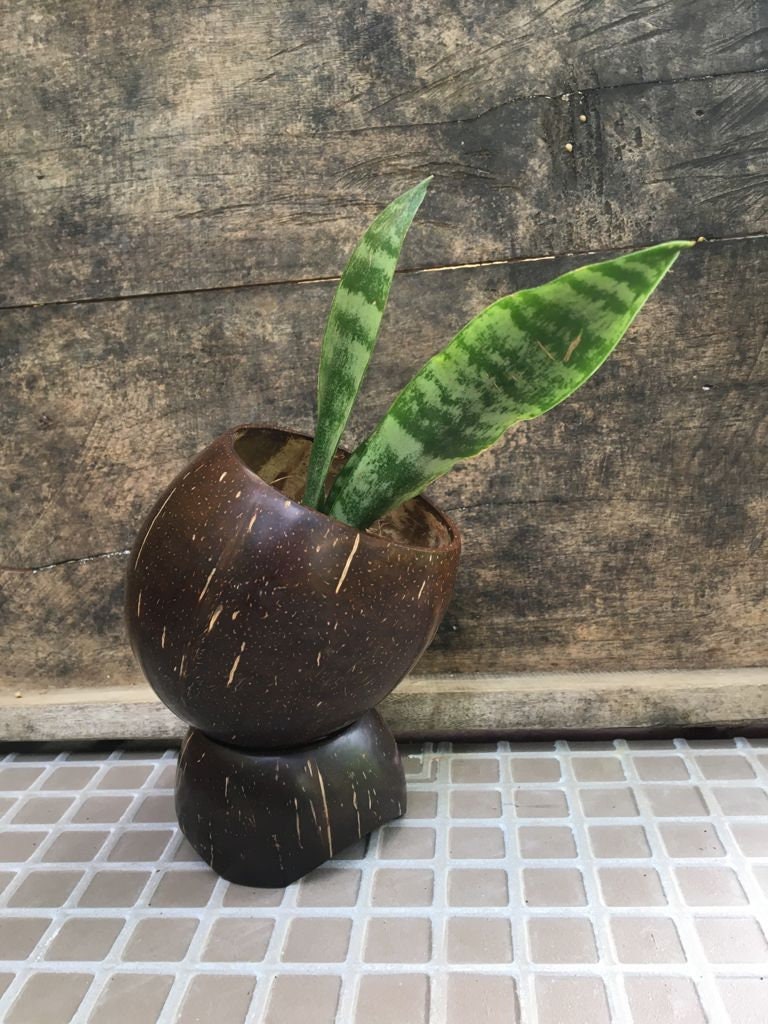 Pedestal Coconut Planter Pot Vase Handcrafted From a Coconut Shell Eco ...