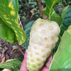NONI Fruit Box - Etsy