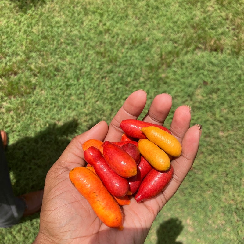 Rare Exotic Seeds - Etsy